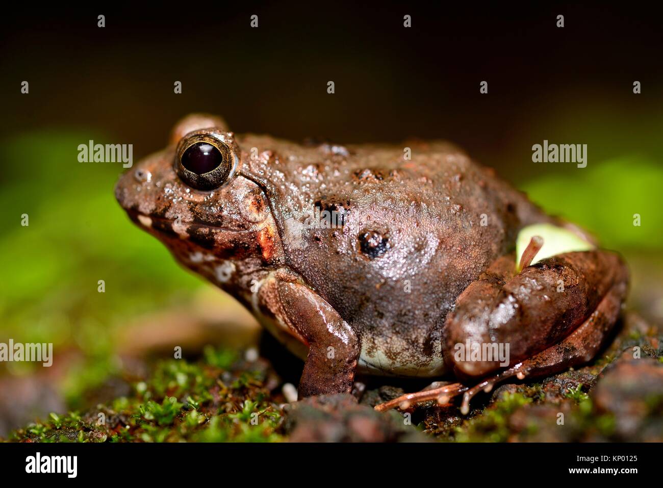 Burrowing Frog Stock Photos & Burrowing Frog Stock Images - Alamy