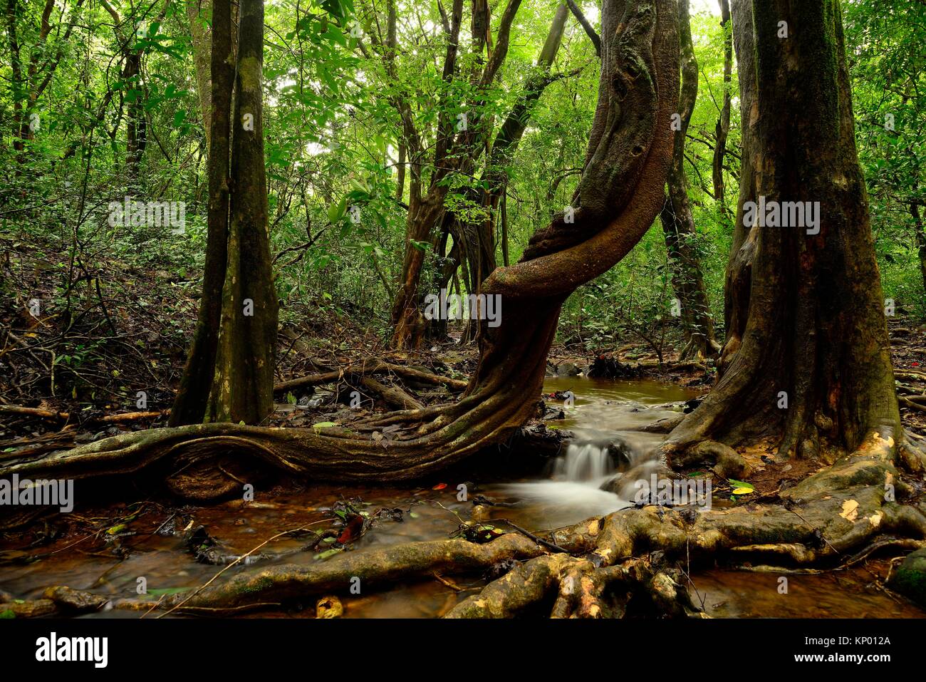 Tree top trail hi-res stock photography and images - Alamy