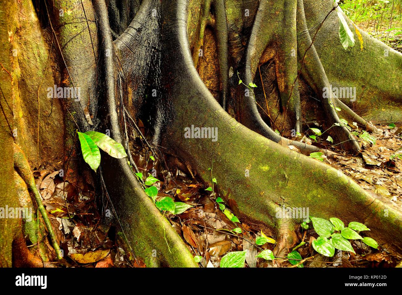 Dipterocarp High Resolution Stock Photography and Images - Alamy
