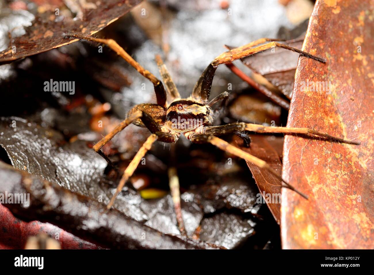 Indian ground spider hi-res stock photography and images - Alamy