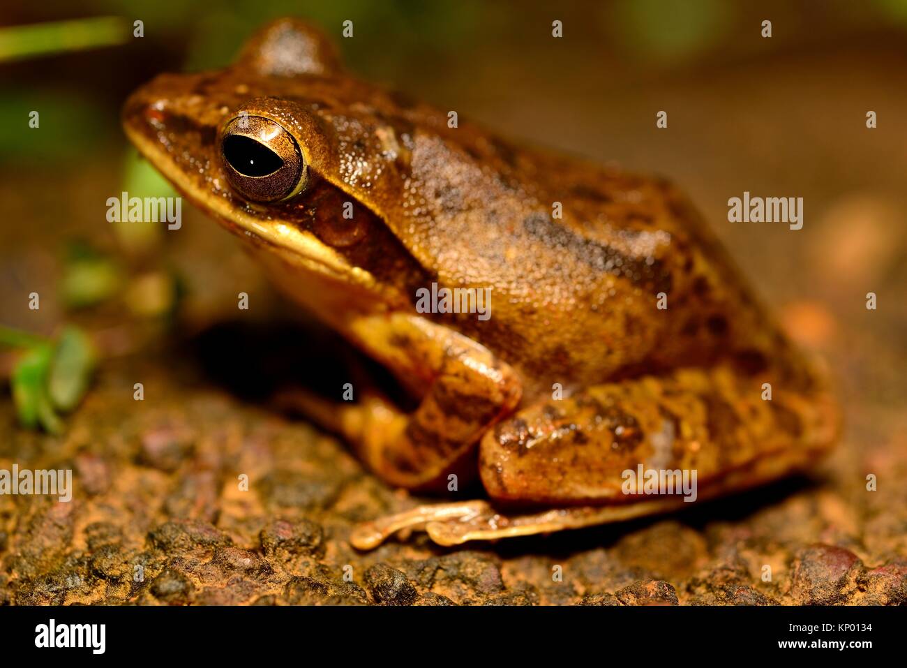 Cotigao wildlife sanctuary goa hi-res stock photography and images - Alamy