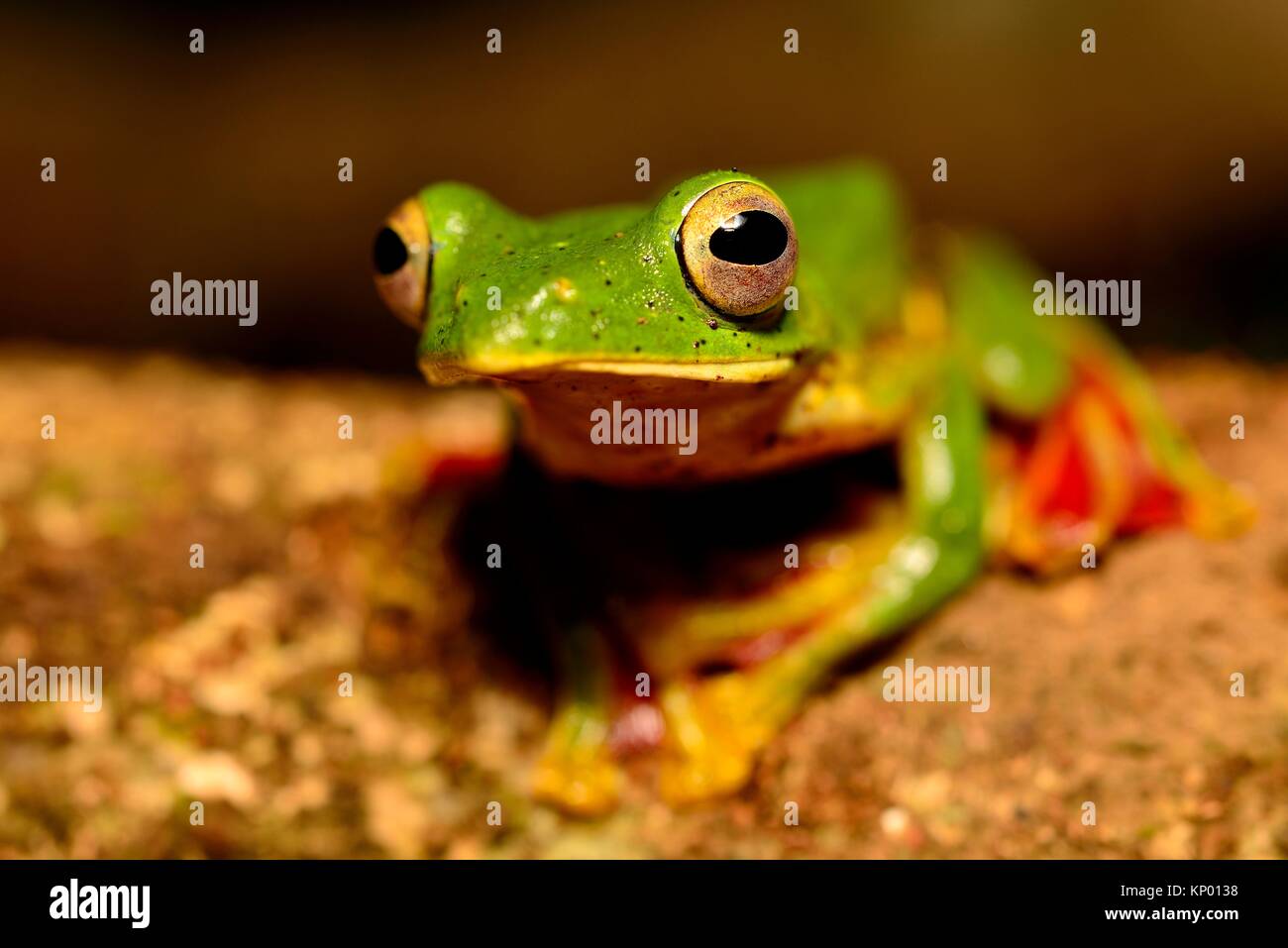 Indian flying frog hi-res stock photography and images - Alamy