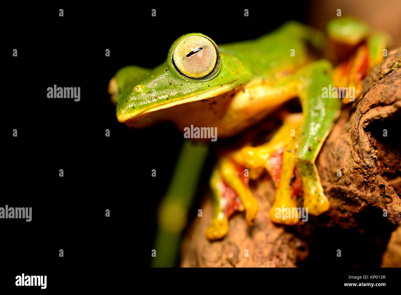 Indian flying frog hi-res stock photography and images - Alamy