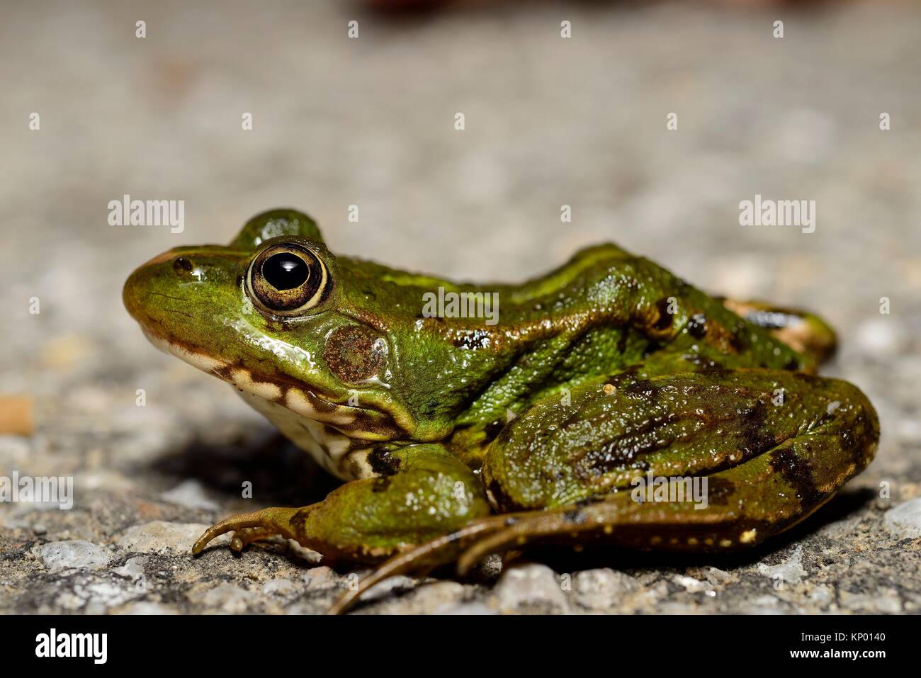Common green frog hi-res stock photography and images - Alamy