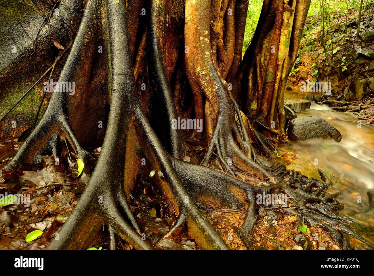 Stream in ""Tree Top"" trail in Cotigao sanctuary, Goa, India Stock ...