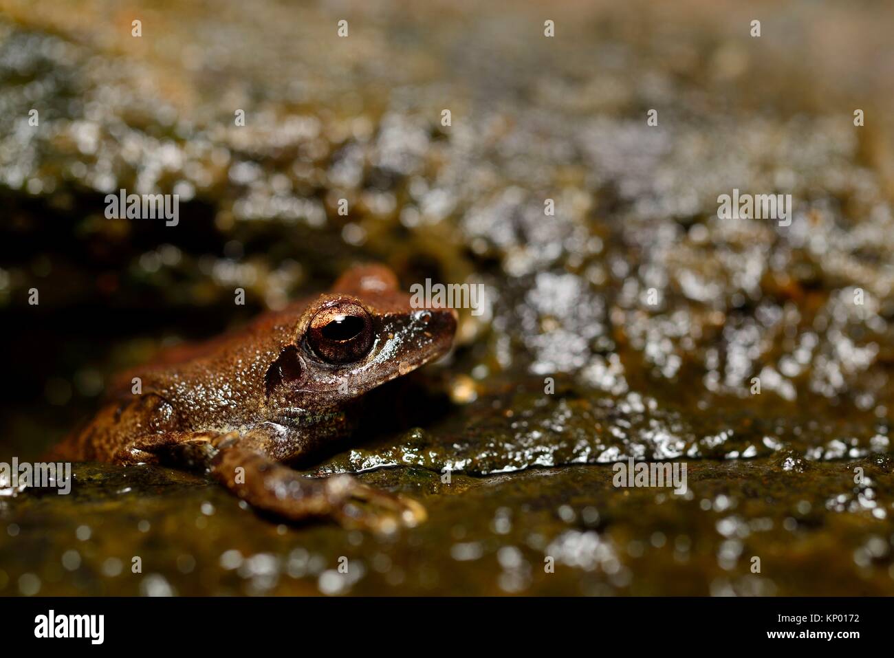 Amboli bush frog hi-res stock photography and images - Alamy