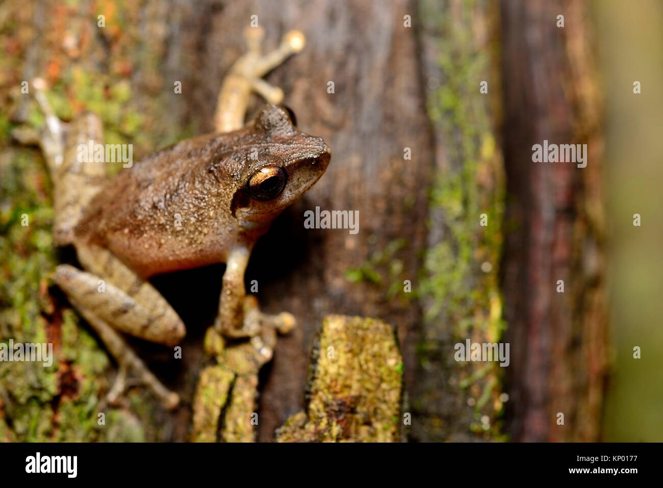 Indian tree frog hi-res stock photography and images - Alamy