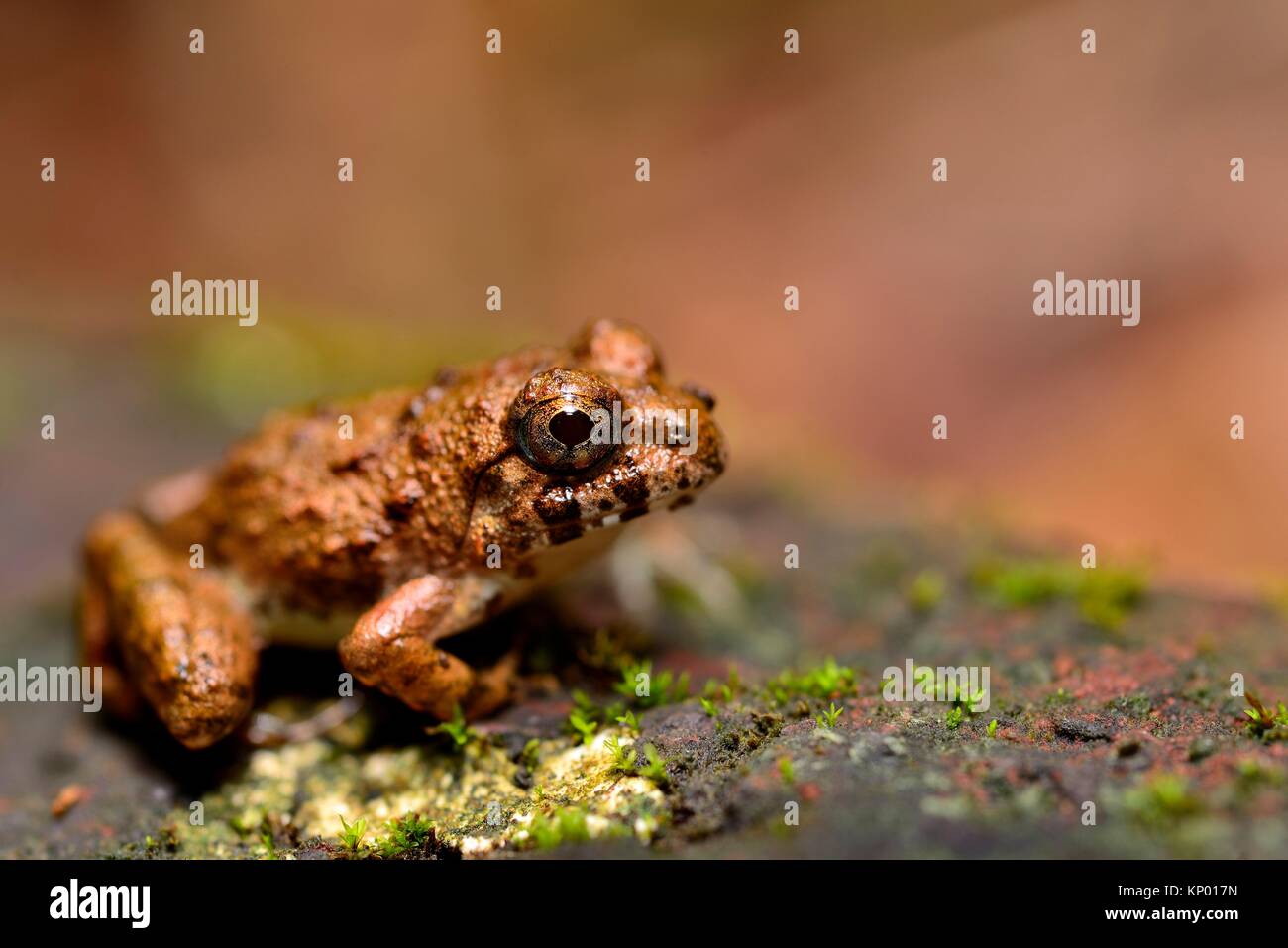 Indian Toad High Resolution Stock Photography and Images - Alamy