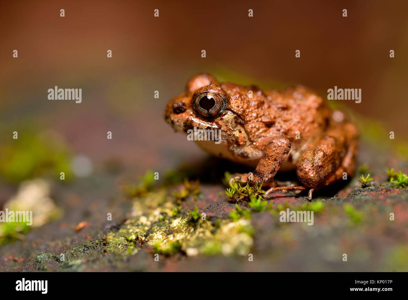 Goa india western ghats hi-res stock photography and images - Alamy