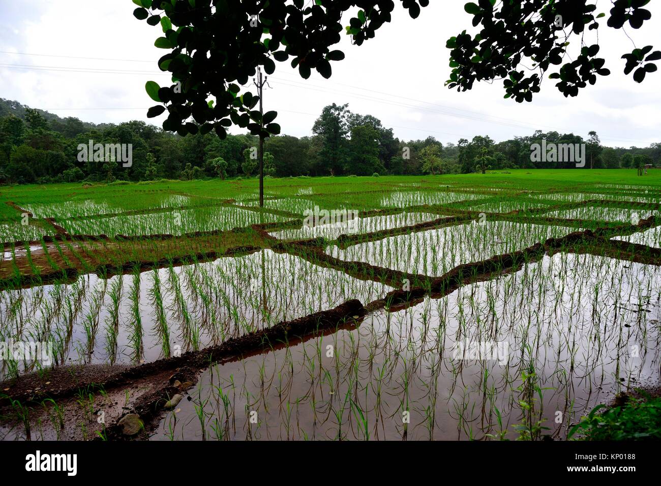 Goa paddy fields hi-res stock photography and images - Alamy