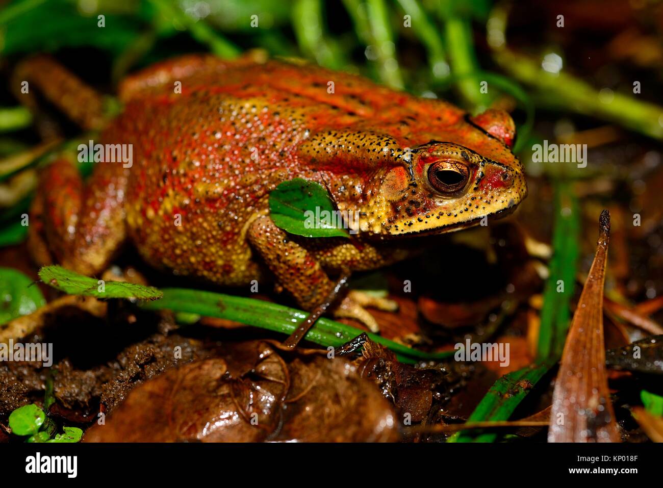 Indian common toad hi-res stock photography and images - Alamy