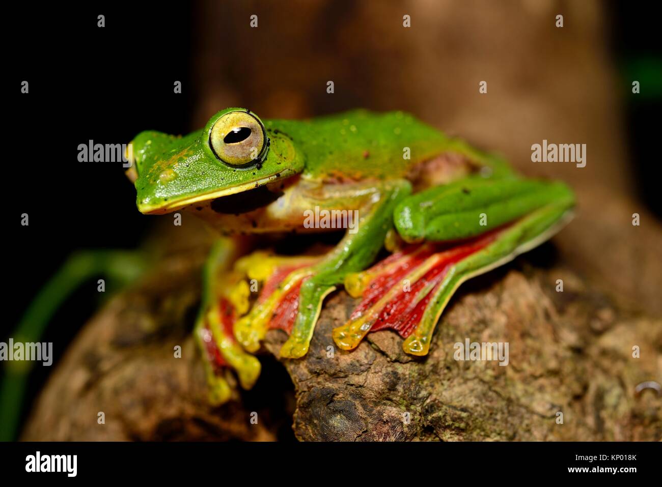 Indian flying frog hi-res stock photography and images - Alamy