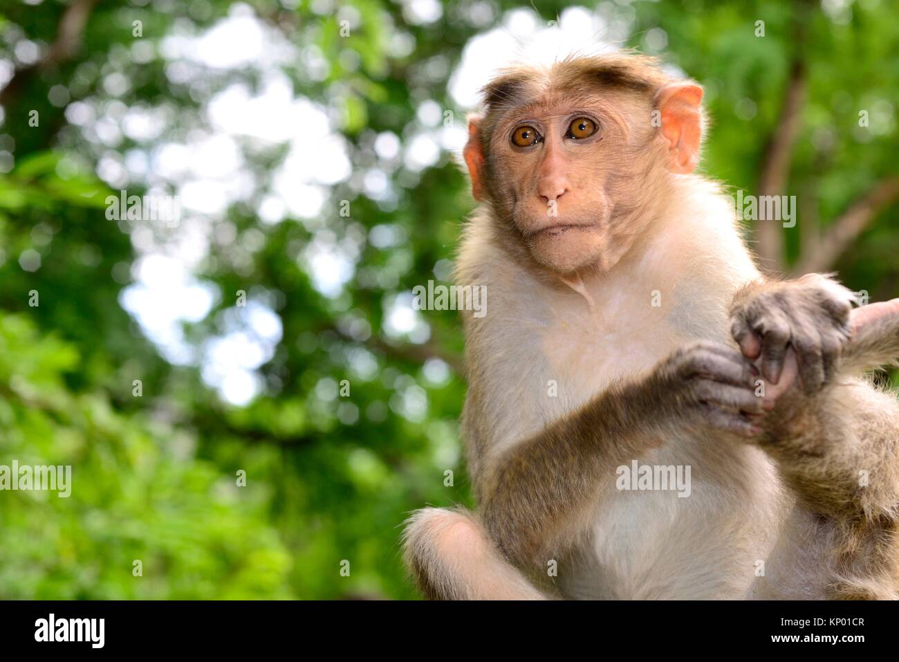 Macaque (Macaca radiata) in Wildlife sanctuary of Chinnar, Idukki ...