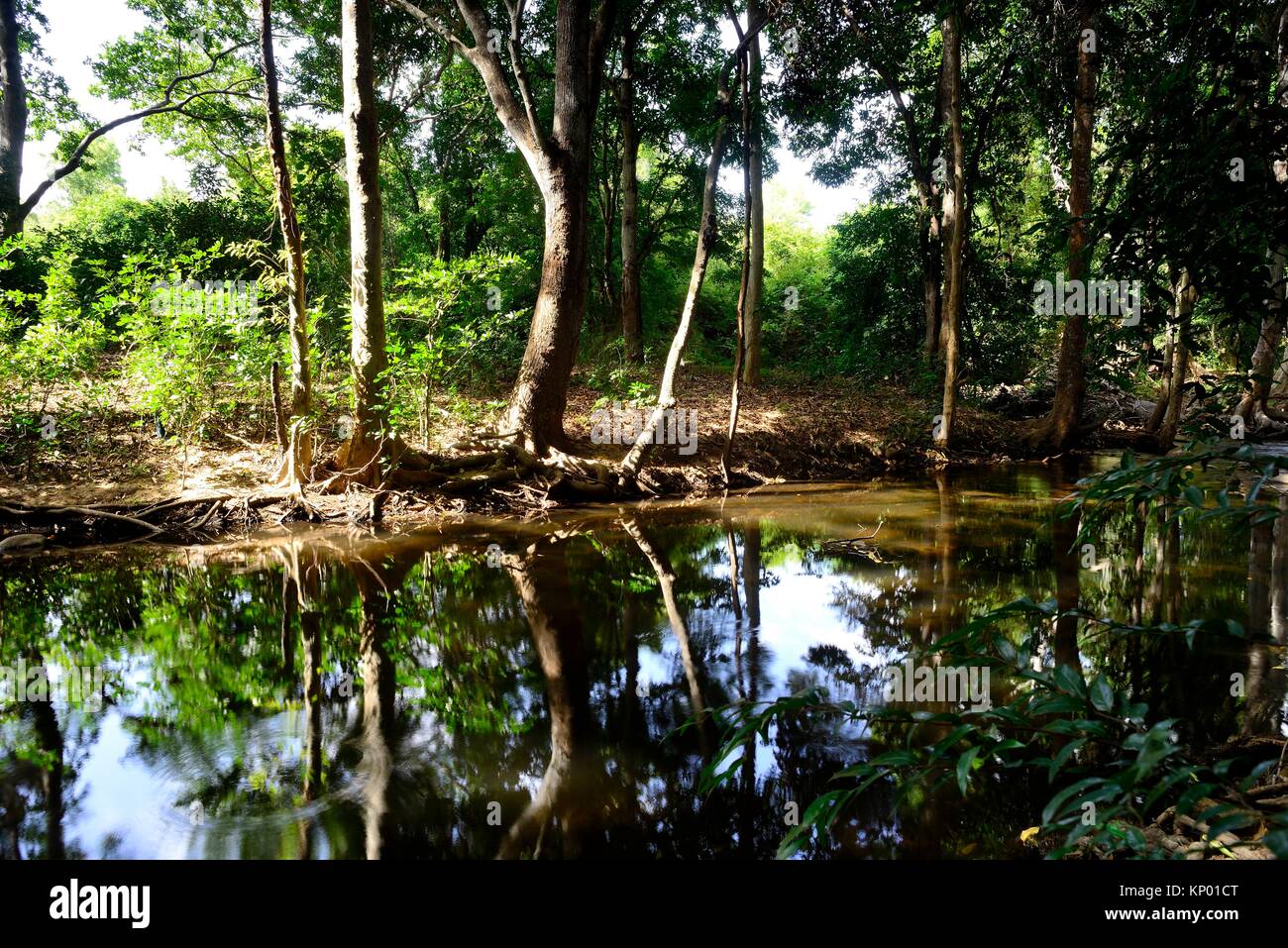 Pambar river landscape in Chinnar wildlife sanctuary, Idukki province ...