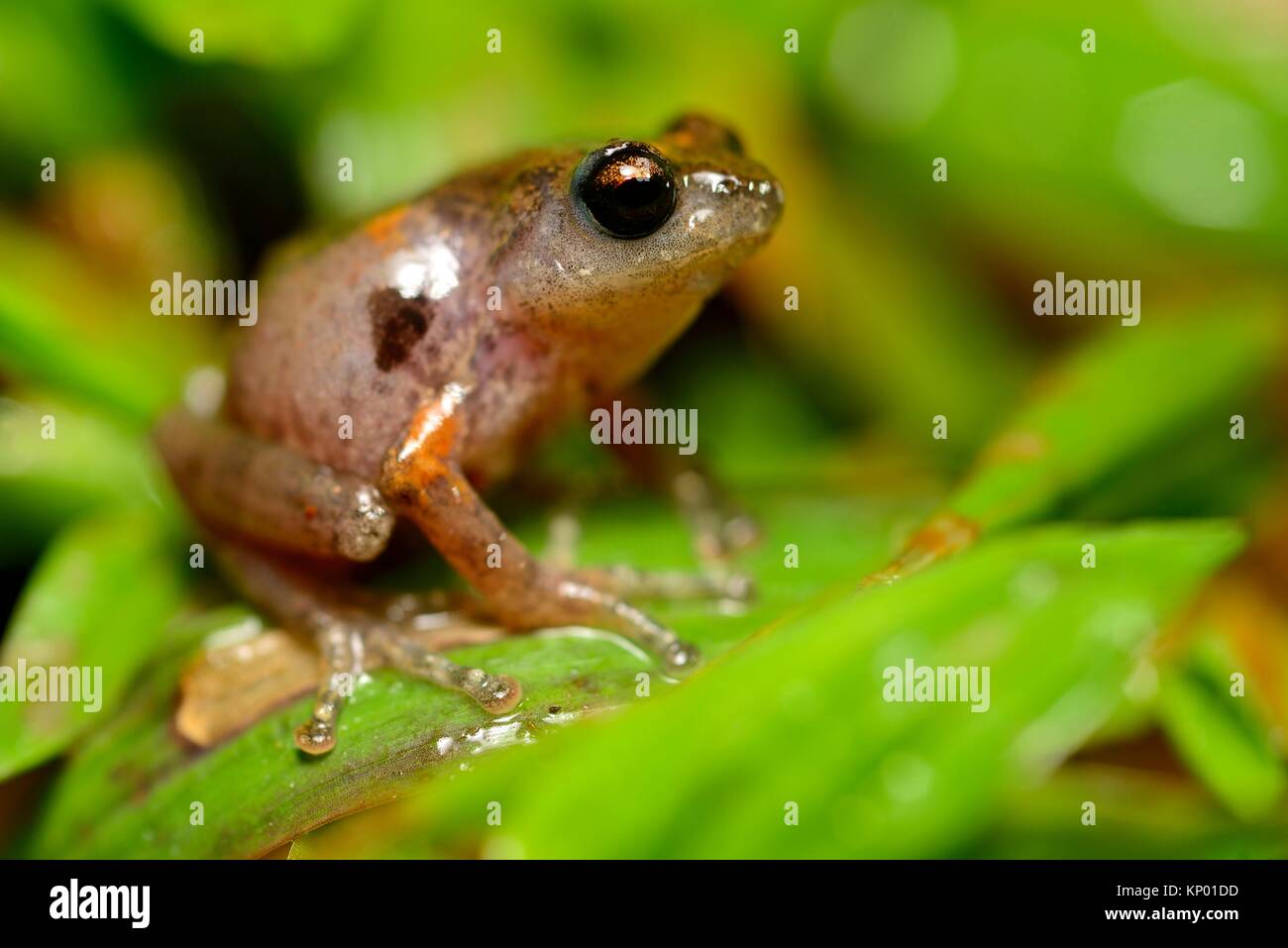 Munnar bush frog hi-res stock photography and images - Alamy