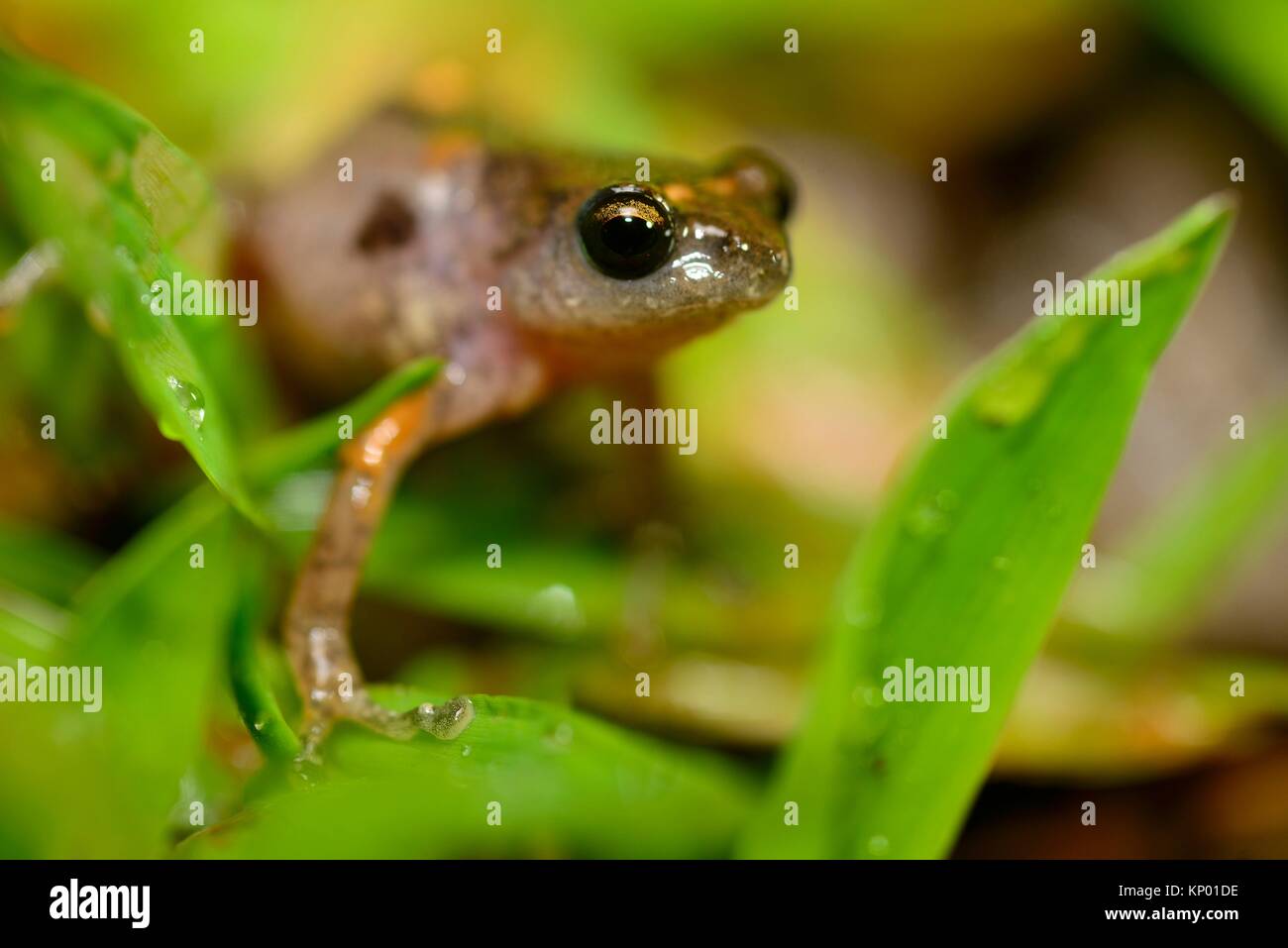 Munnar bush frog hi-res stock photography and images - Alamy