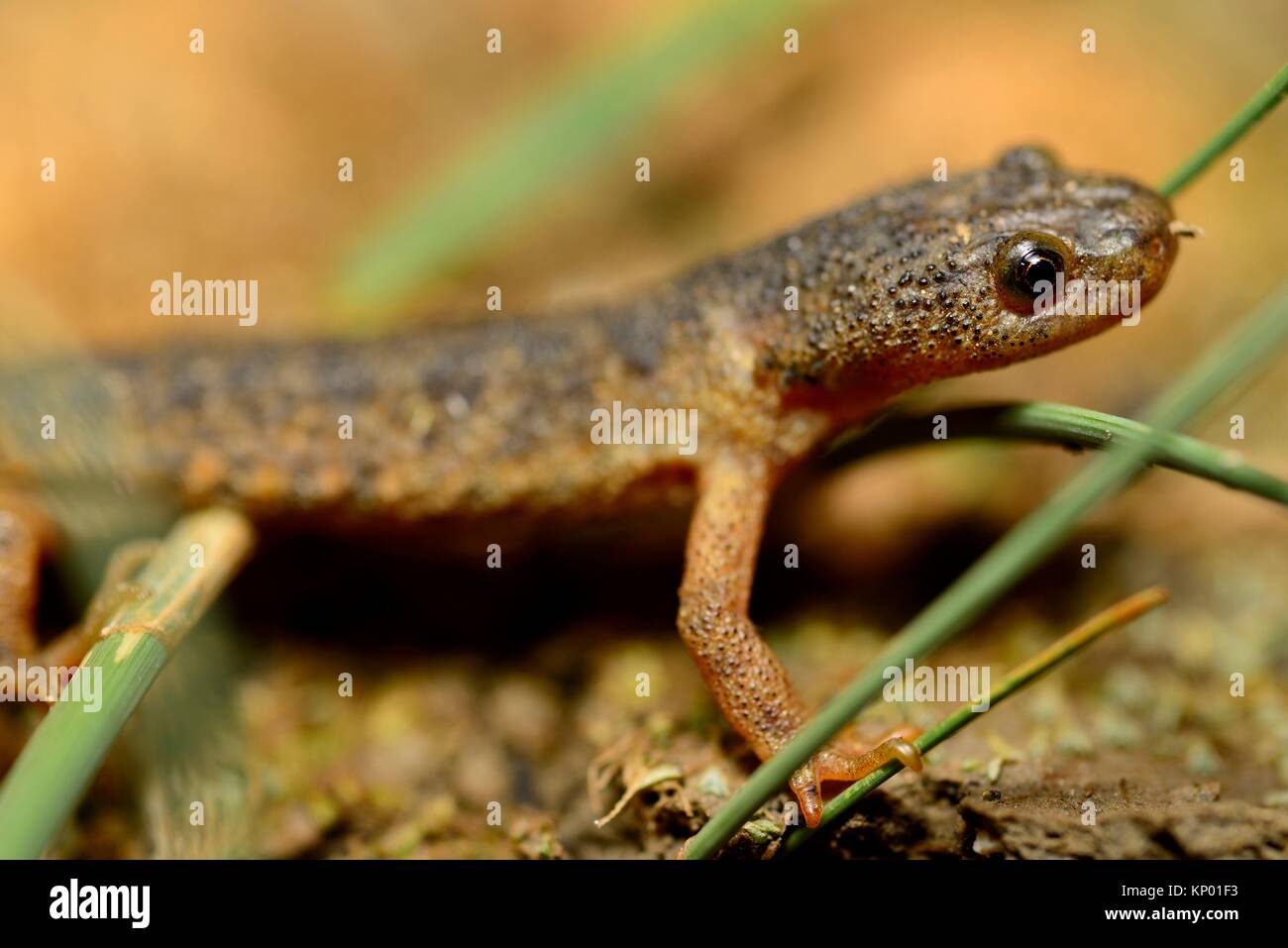 Caudata urodela hi-res stock photography and images - Alamy