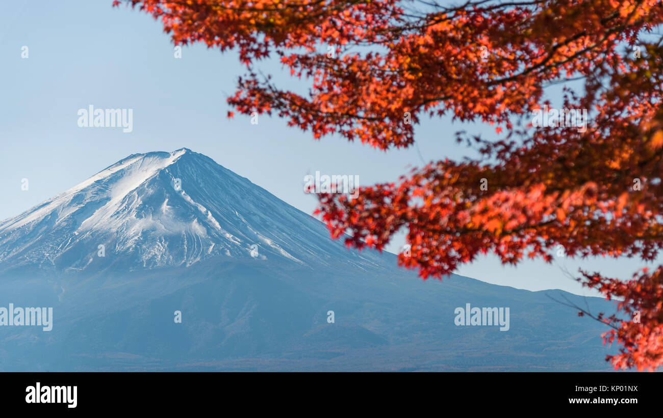Red Autumn maple leaves with Fuji mountain in Kawaguchiko lake. Japan Stock Photo - Alamy