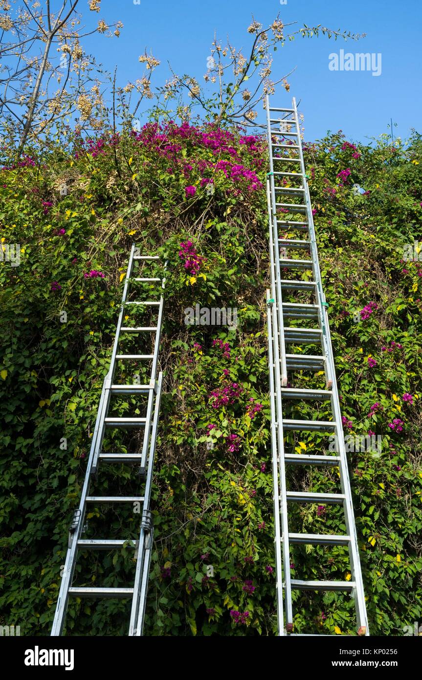 White ladders hi-res stock photography and images - Alamy