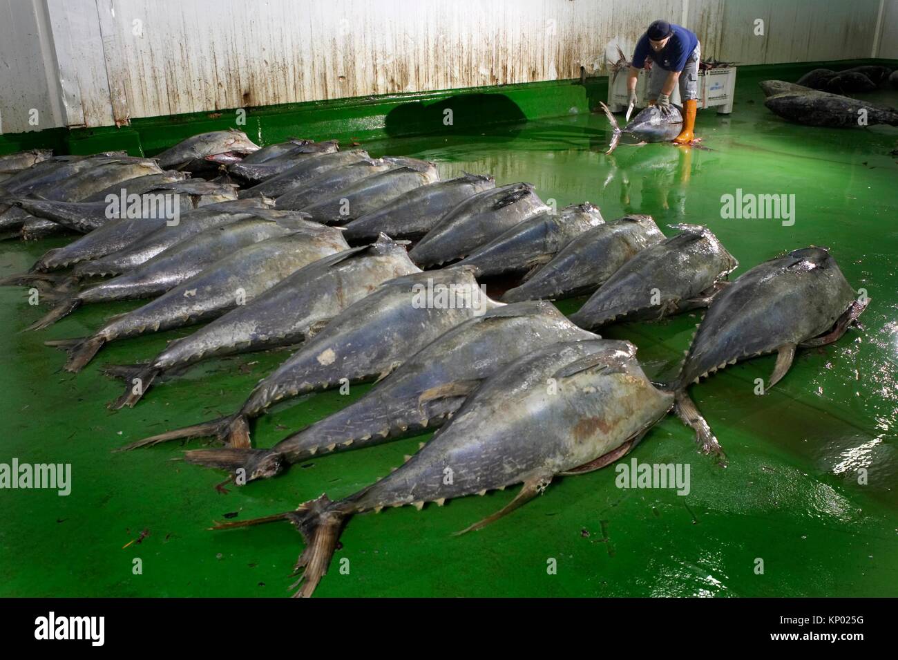 man amb process and cutting frozen bluefin tuna, Andalucia, Spain ...