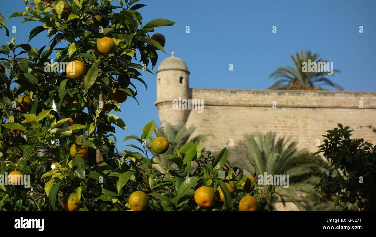 Old tree palma hi-res stock photography and images - Alamy