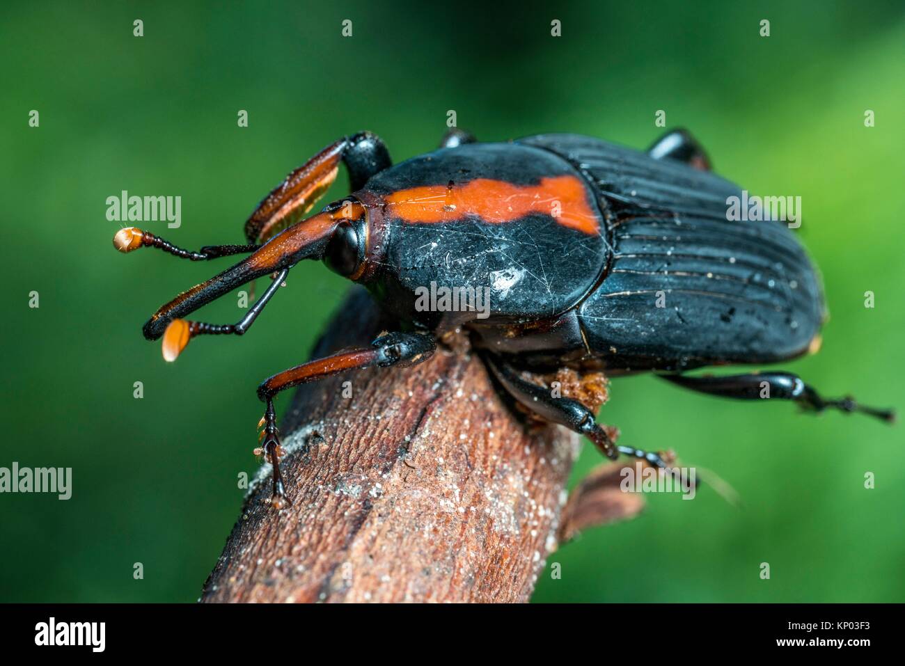 Weevil image hi-res stock photography and images - Alamy