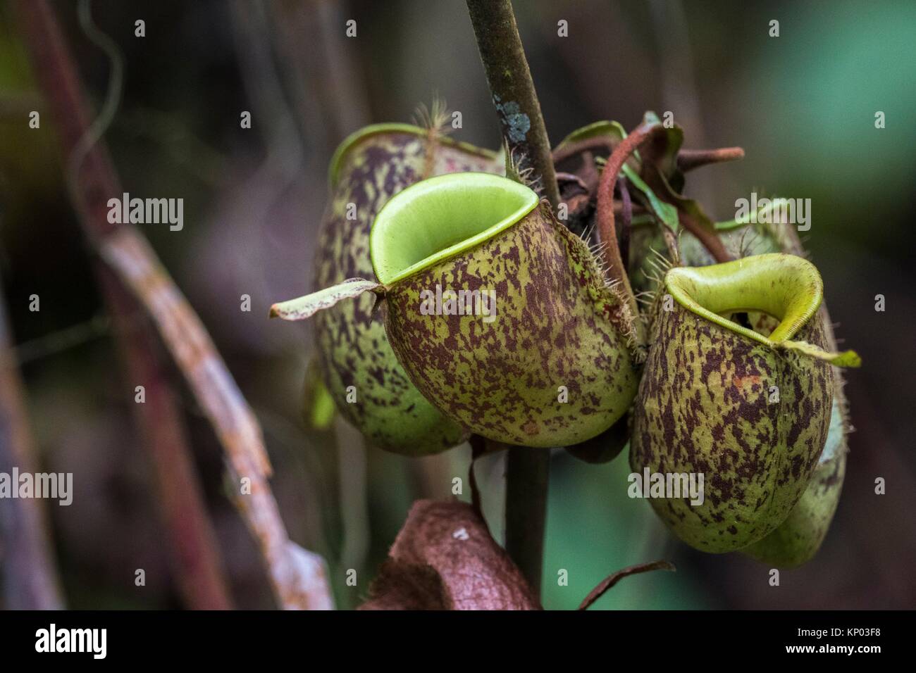 Nepenthes pitcher plant. Semengoh Wildlife Centre, Kuching, Sarawak ...