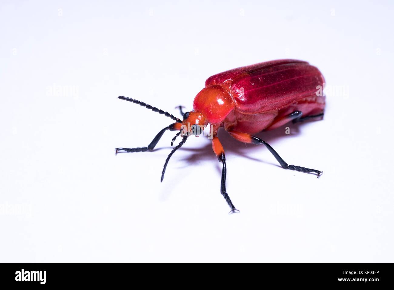 Red beetle taken indoor studio, Kuching, Sarawak, Malaysia Stock Photo ...