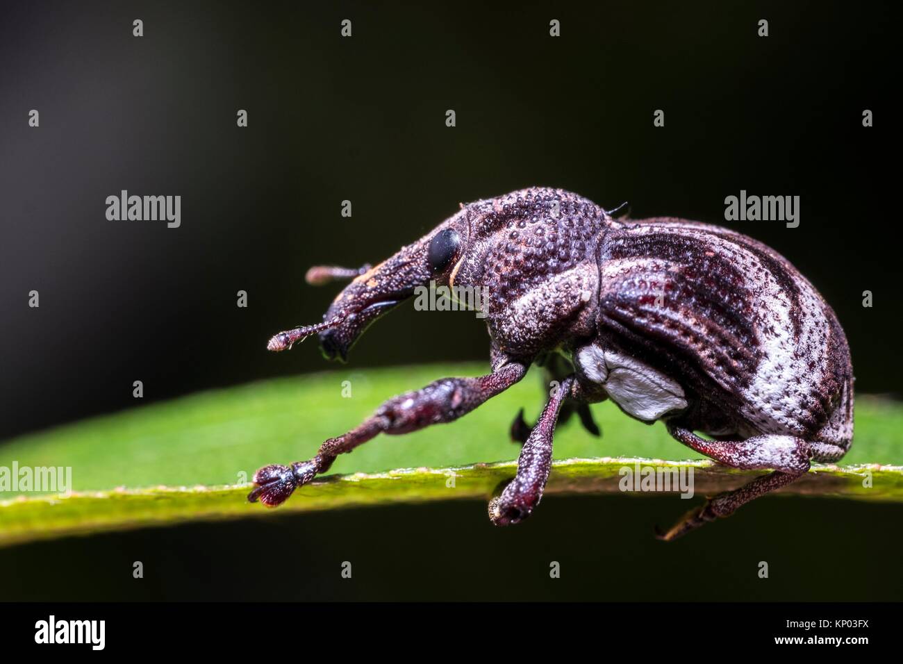 Weevil image hi-res stock photography and images - Alamy