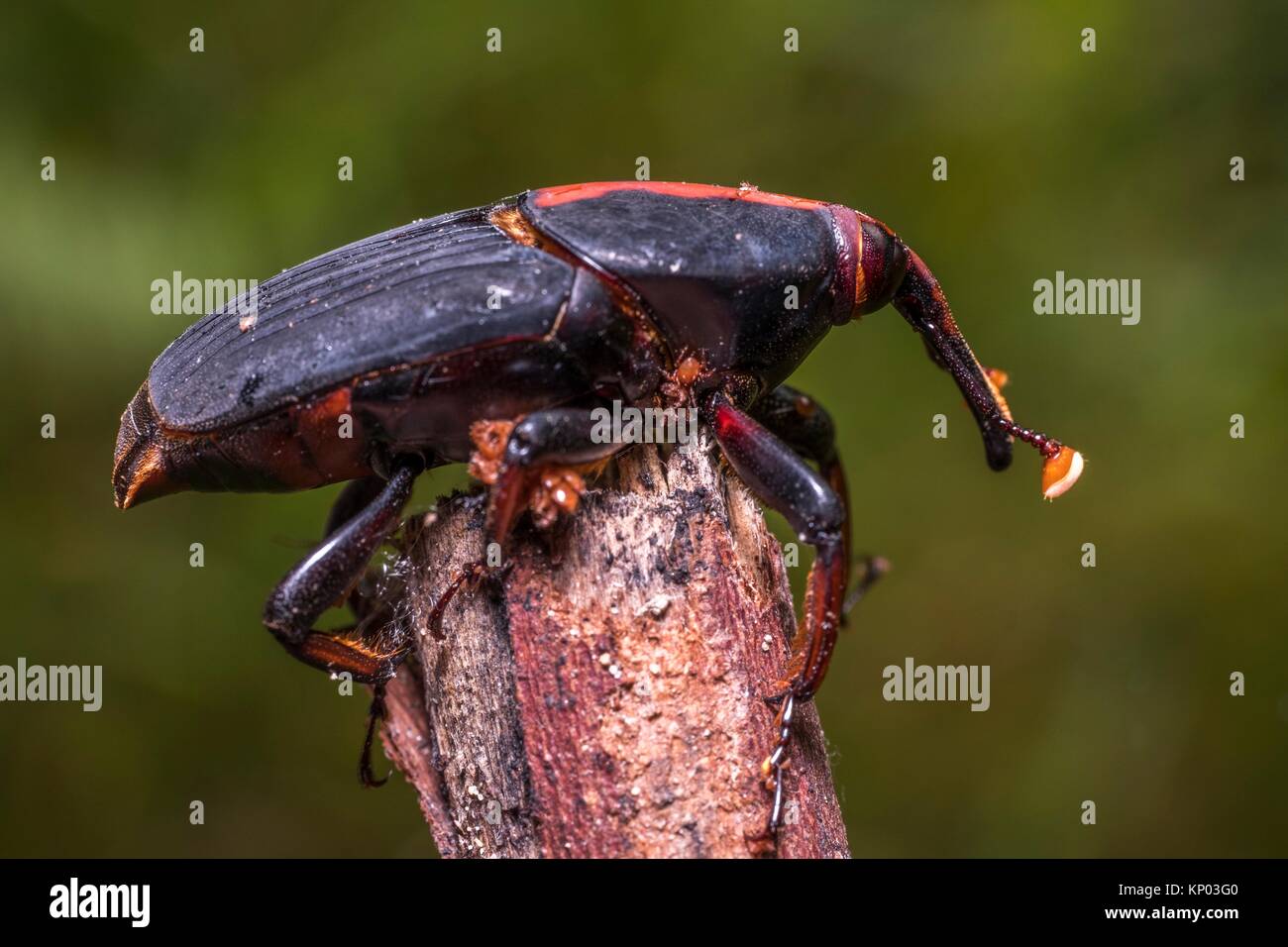 Weevil Of Borneo High Resolution Stock Photography and Images - Alamy