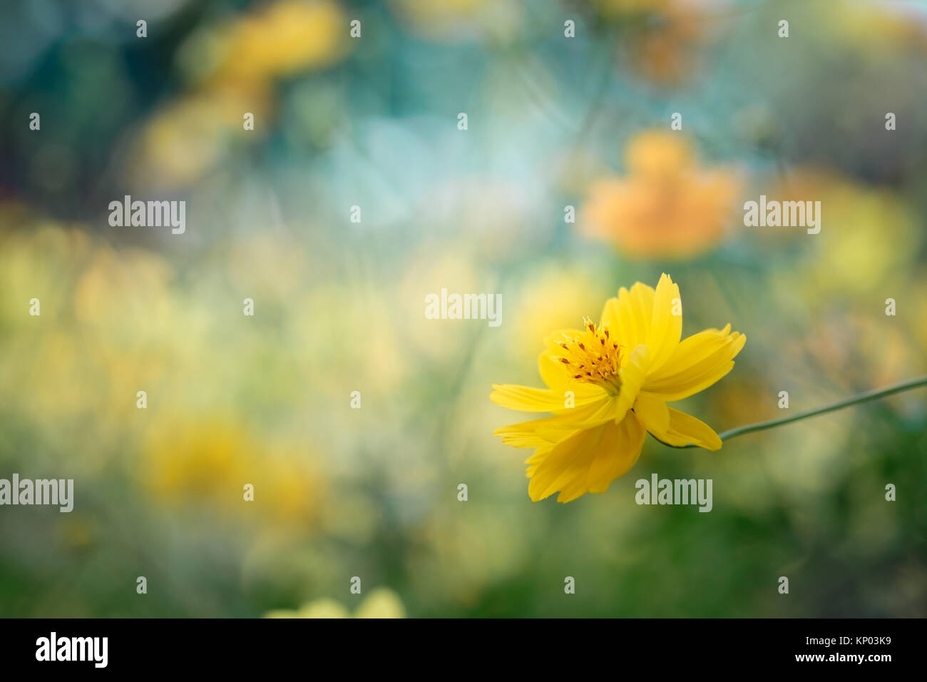 Klondyke garden hi-res stock photography and images - Alamy