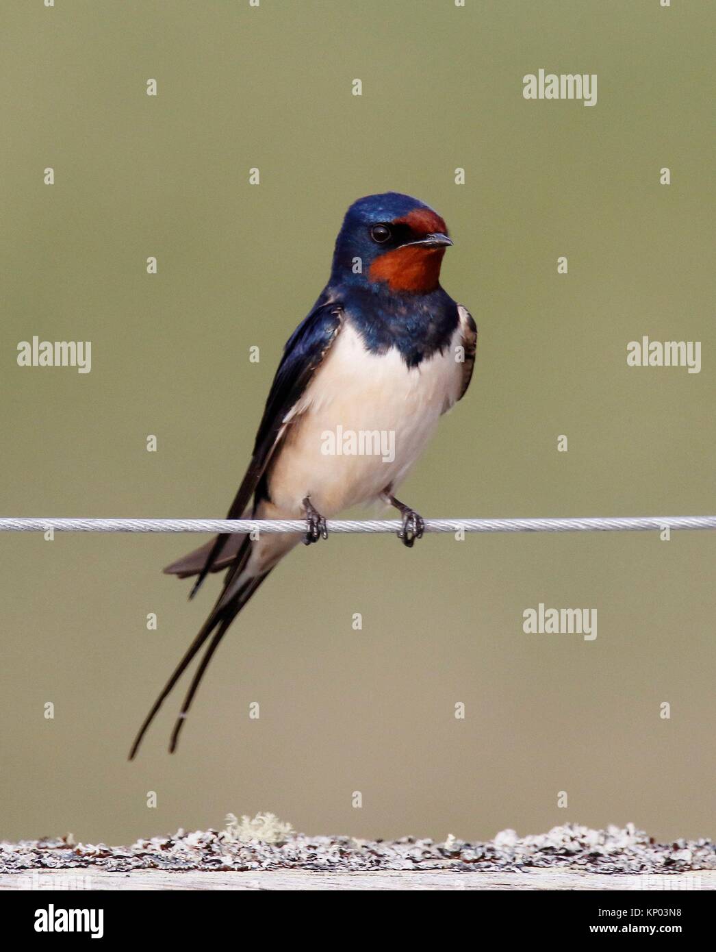Barn swallow hi-res stock photography and images - Alamy