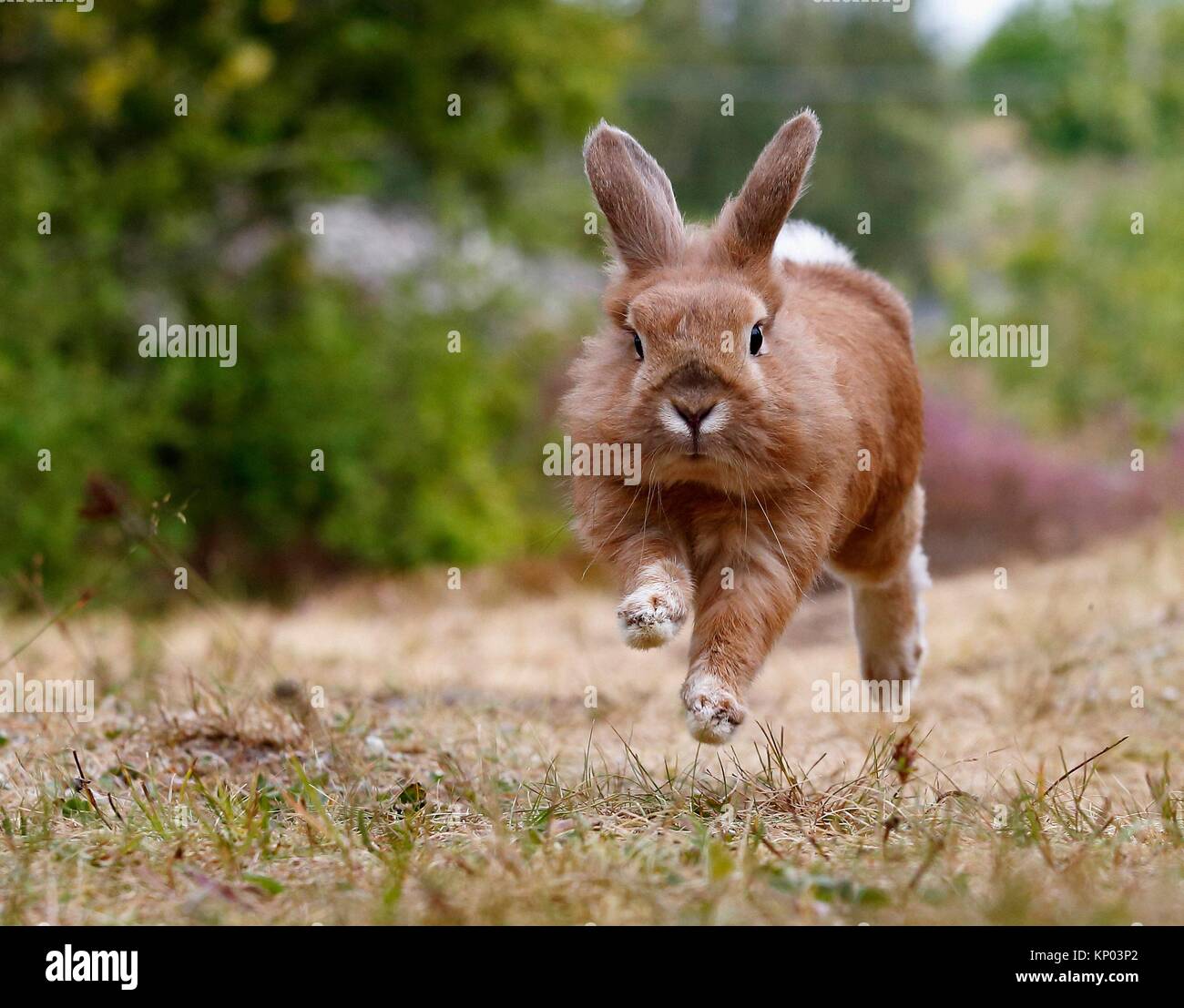 Rabbit Smaland Sweden Stock Photo - Alamy