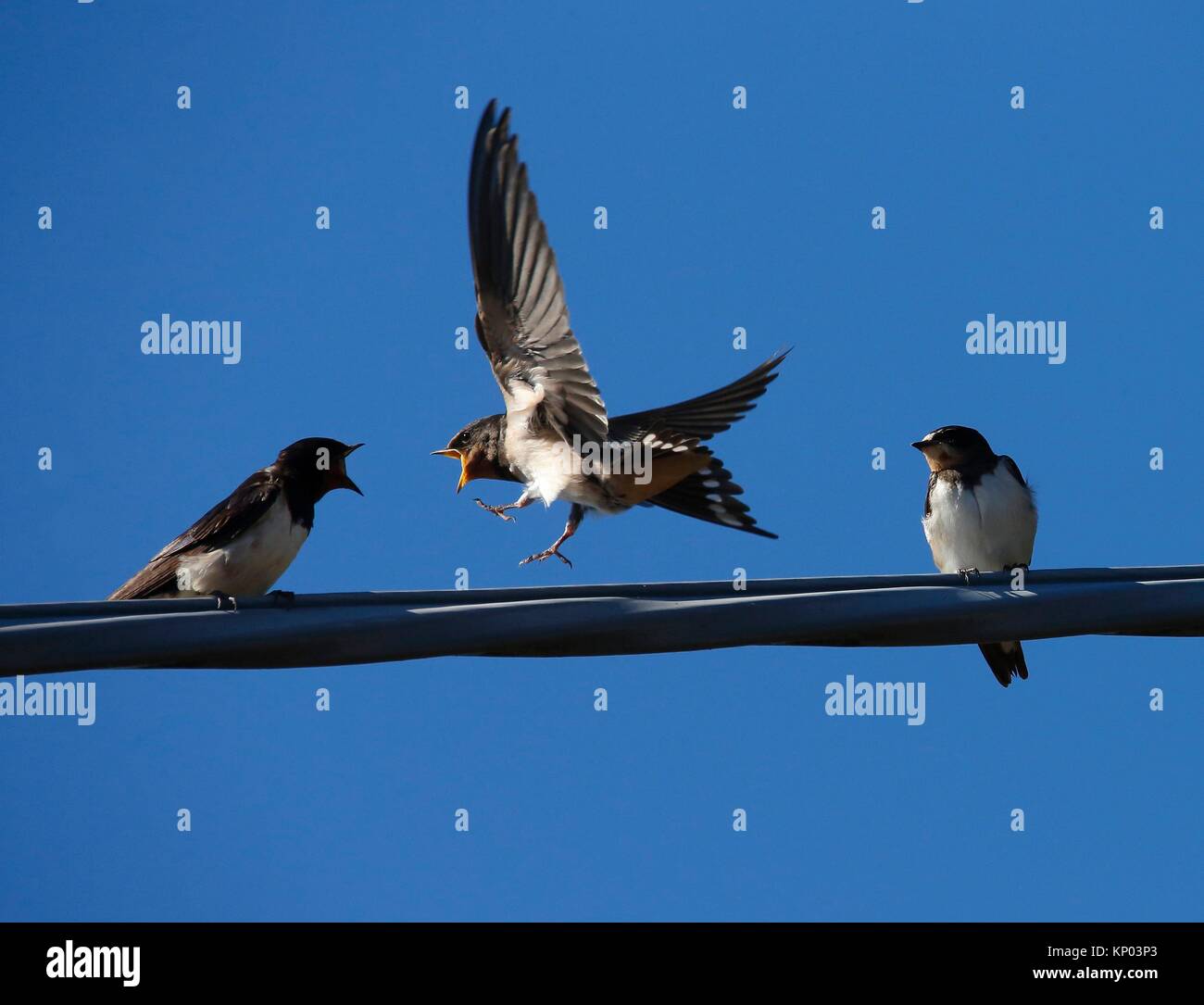 Swallow Bird Field High Resolution Stock Photography and Images - Alamy