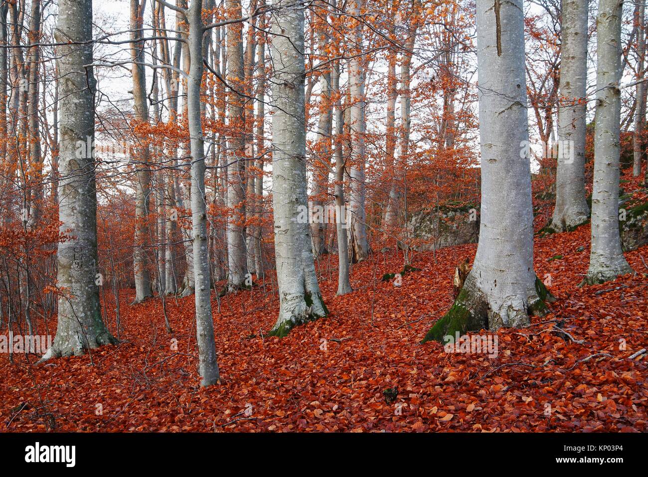 Morko Sodermanland Sweden Stock Photo - Alamy