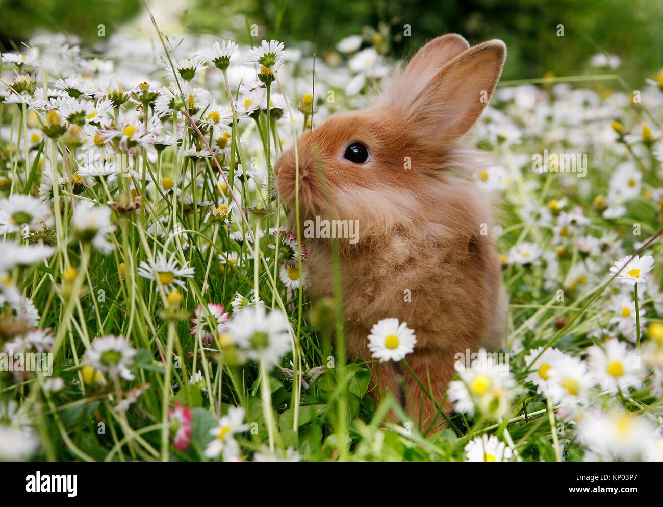 Rabbit High Resolution Stock Photography and Images - Alamy