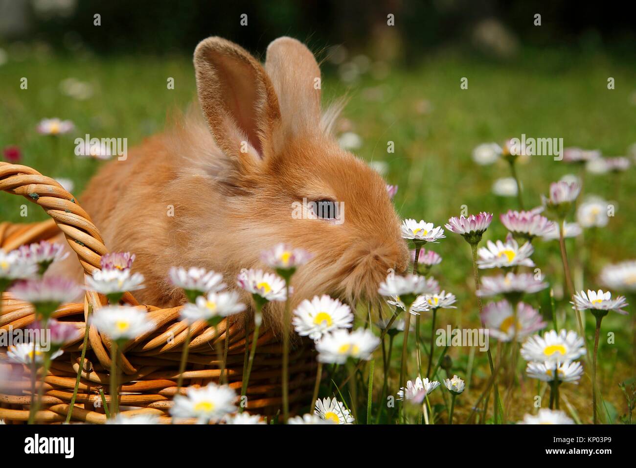 Coney rabbit hi-res stock photography and images - Alamy