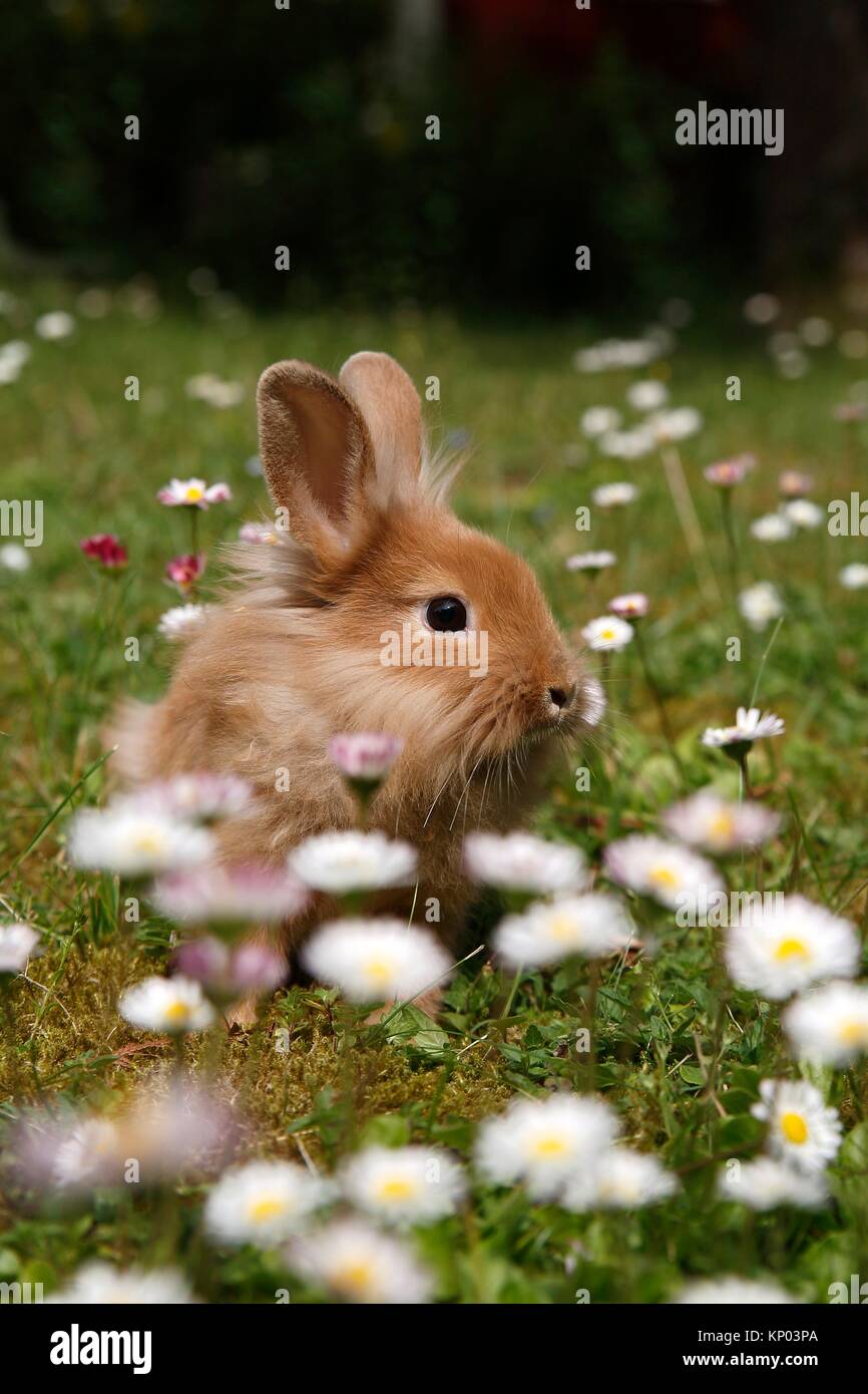Rabbit hi-res stock photography and images - Alamy