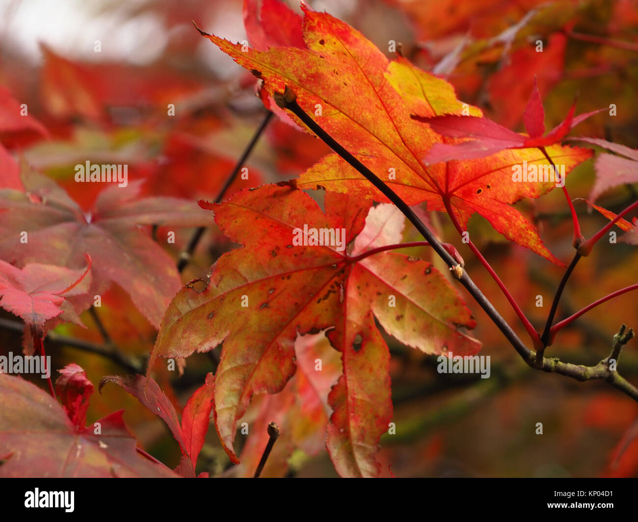 autumn dawn red leaves Stock Photo - Alamy