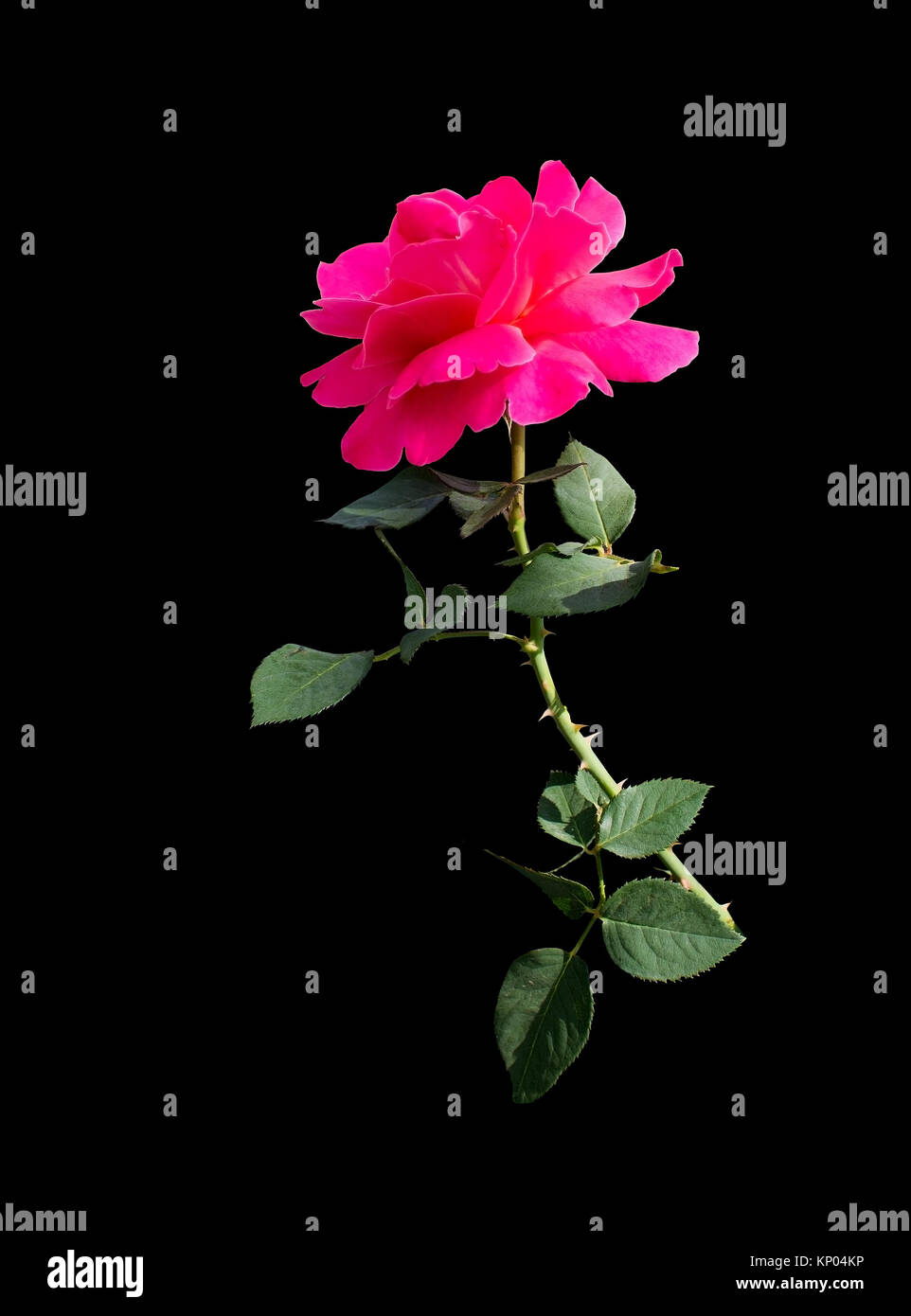 Blooms in bright colours hi-res stock photography and images - Alamy