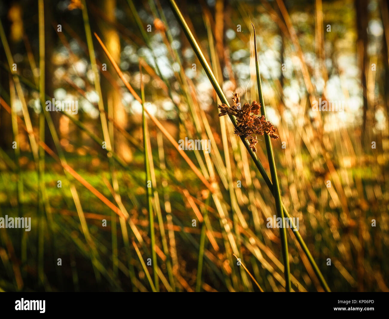 Autun colours hi-res stock photography and images - Alamy