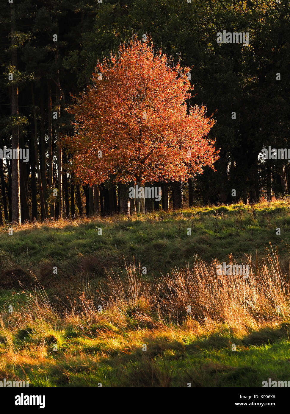 Autun colours hi-res stock photography and images - Alamy