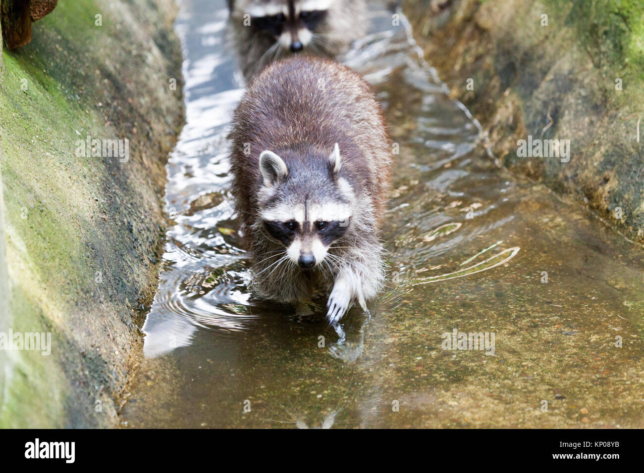 portrait of a racoon in a nature scene Stock Photo - Alamy