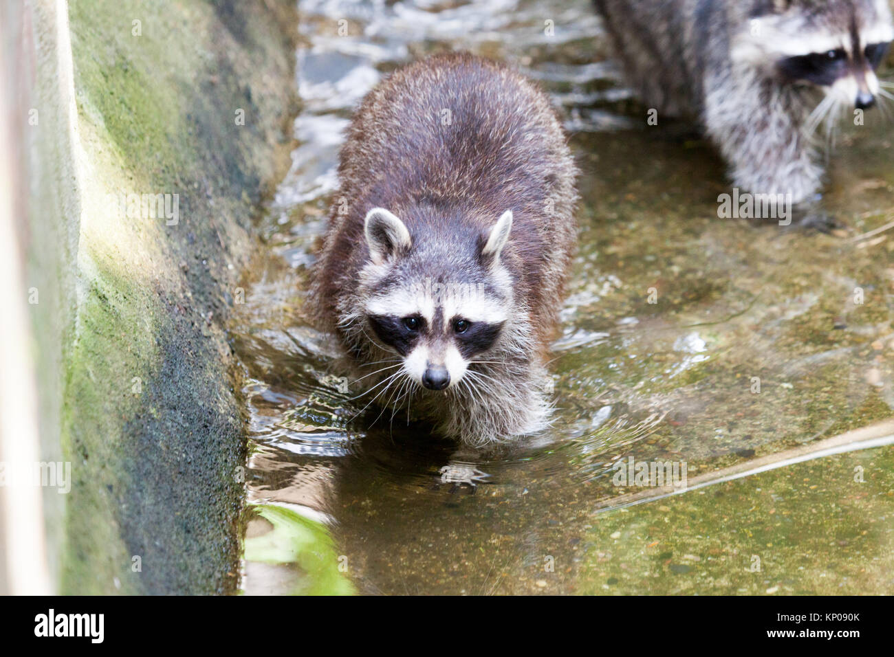 portrait of a racoon in a nature scene Stock Photo - Alamy