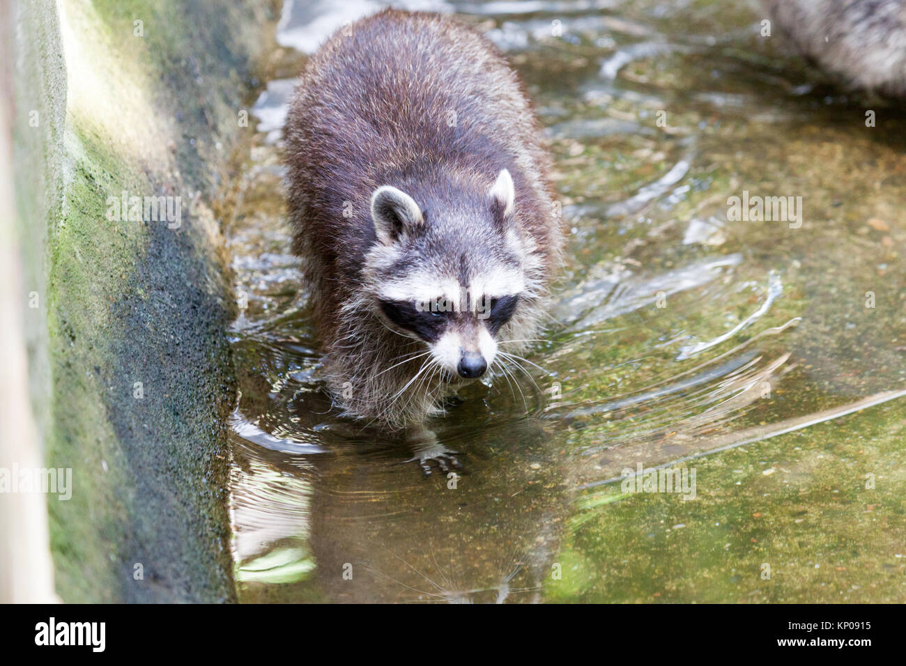 portrait of a racoon in a nature scene Stock Photo - Alamy