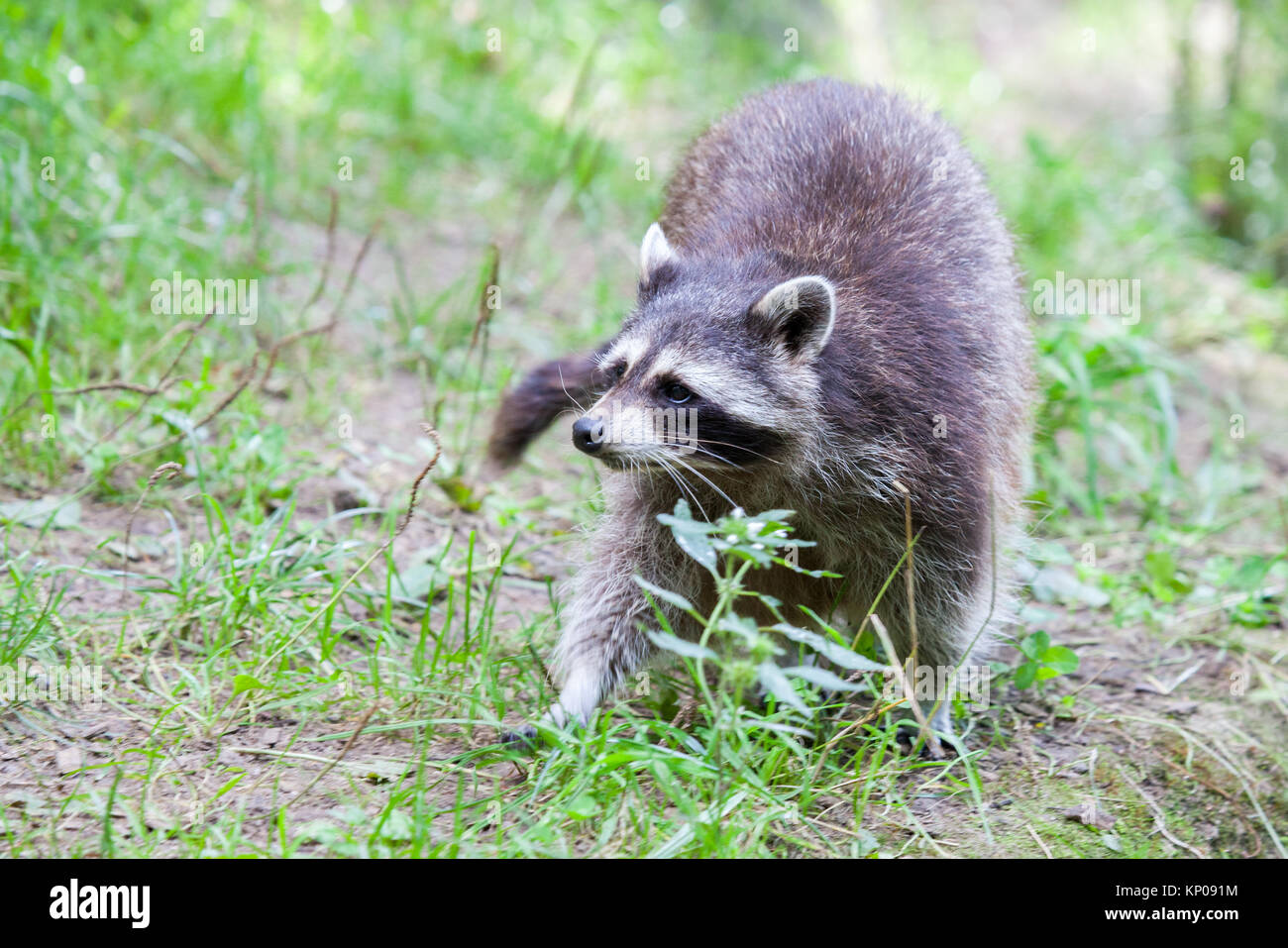 portrait of a racoon in a nature scene Stock Photo - Alamy