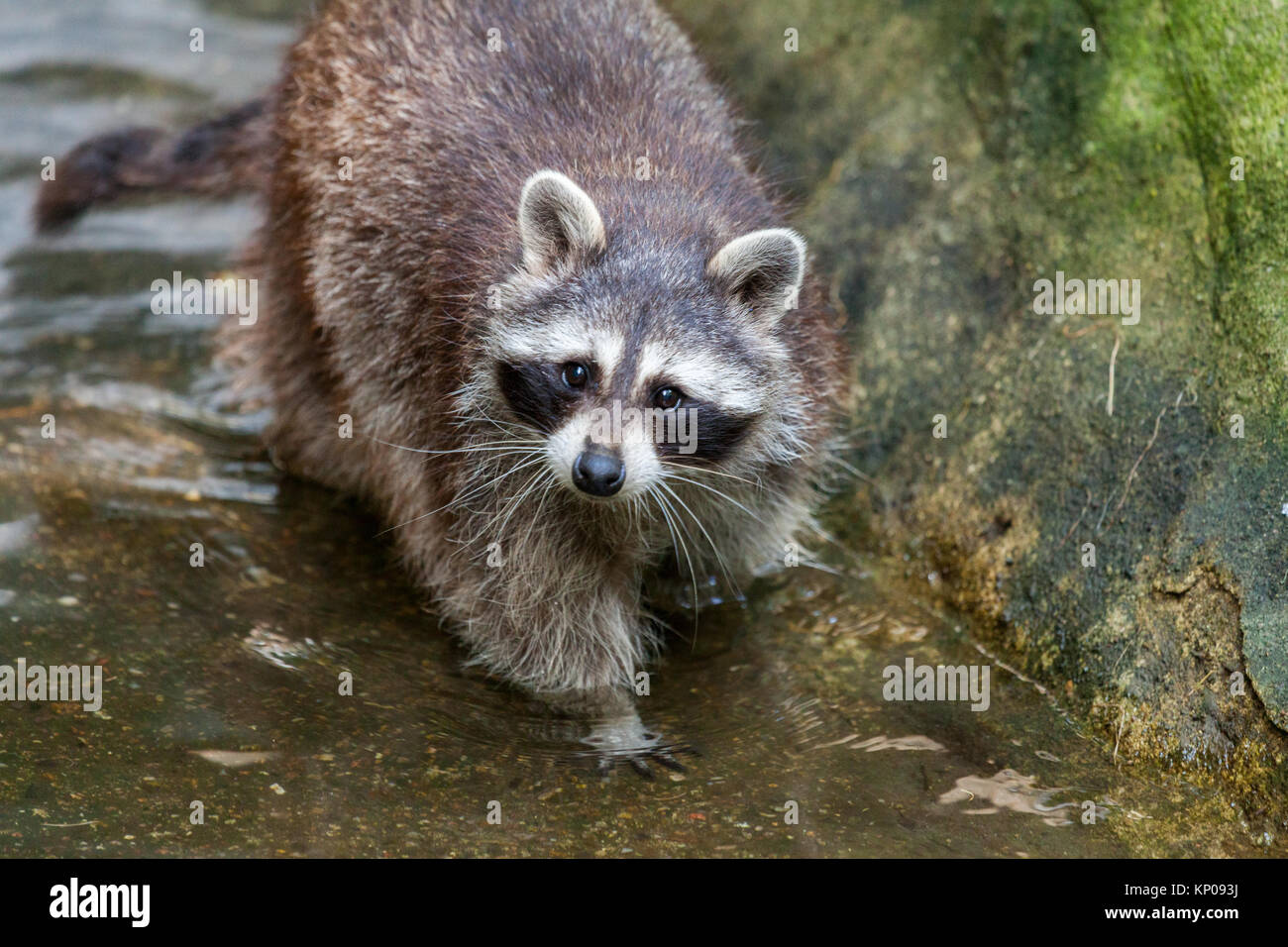 portrait of a racoon in a nature scene Stock Photo - Alamy