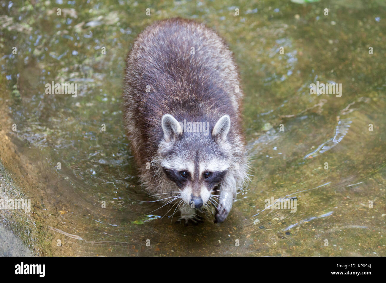 portrait of a racoon in a nature scene Stock Photo - Alamy