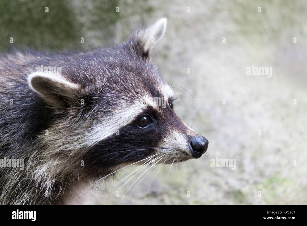 portrait of a racoon in a nature scene Stock Photo - Alamy