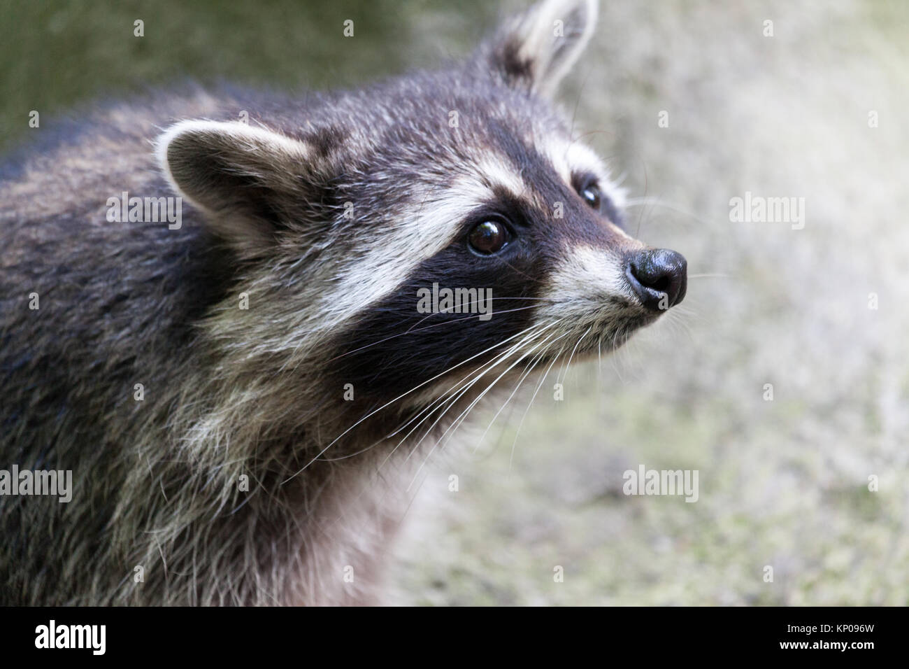 portrait of a racoon in a nature scene Stock Photo - Alamy